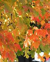 Photo Gallery: Fall Colors on Campus – Smith College Grécourt Gate