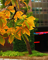 Photo Gallery: Fall Colors on Campus – Smith College Grécourt Gate