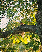 Photo Gallery: Fall Colors on Campus – Smith College Grécourt Gate