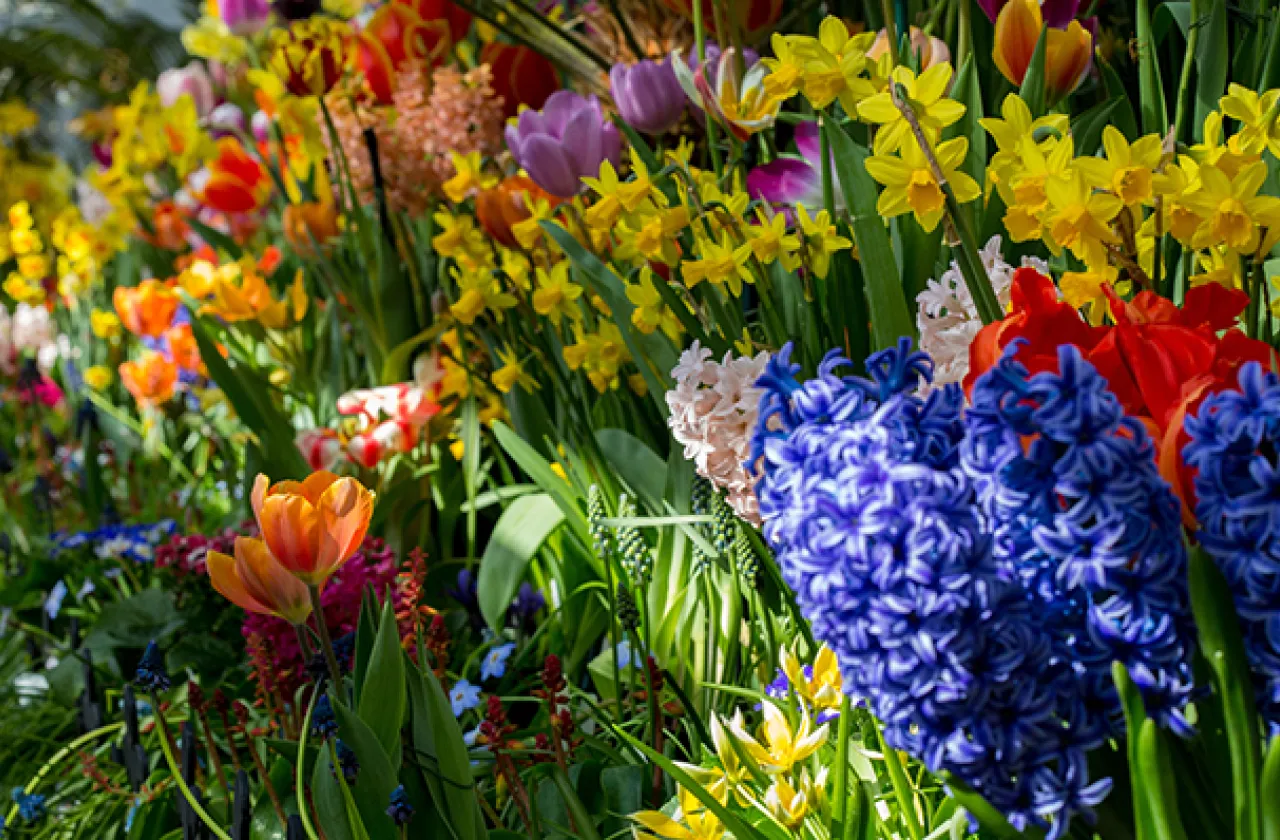 Home: Smith College | Smith College