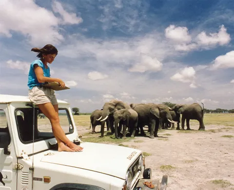 Wild Life