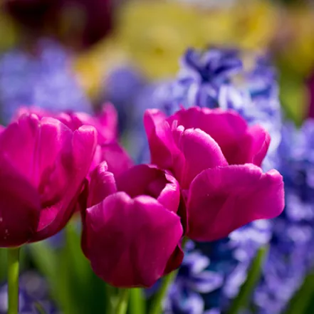 Smith College | Events